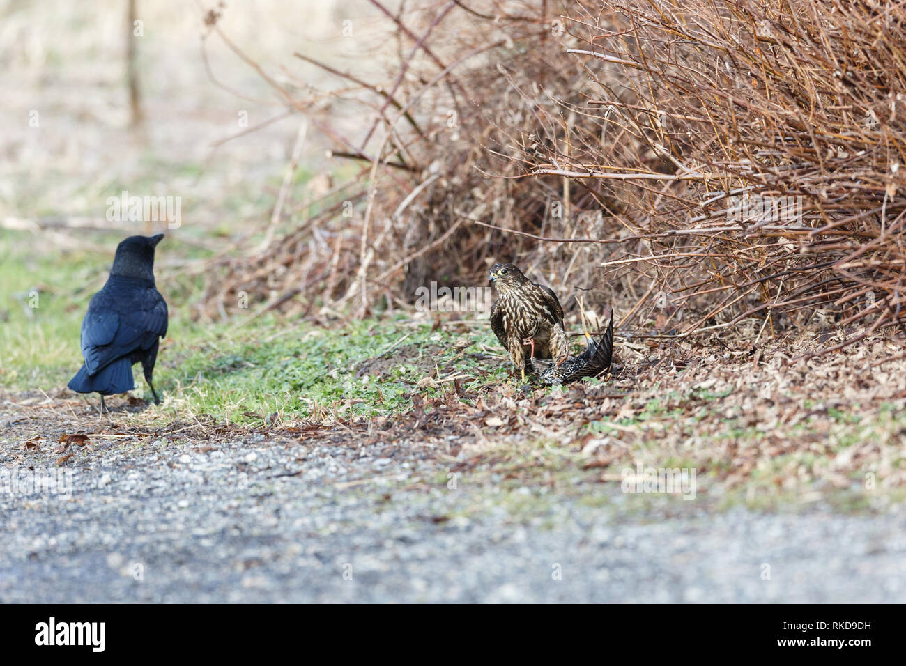A Merlin caught a European Starling, northwestern crow try to steal ...