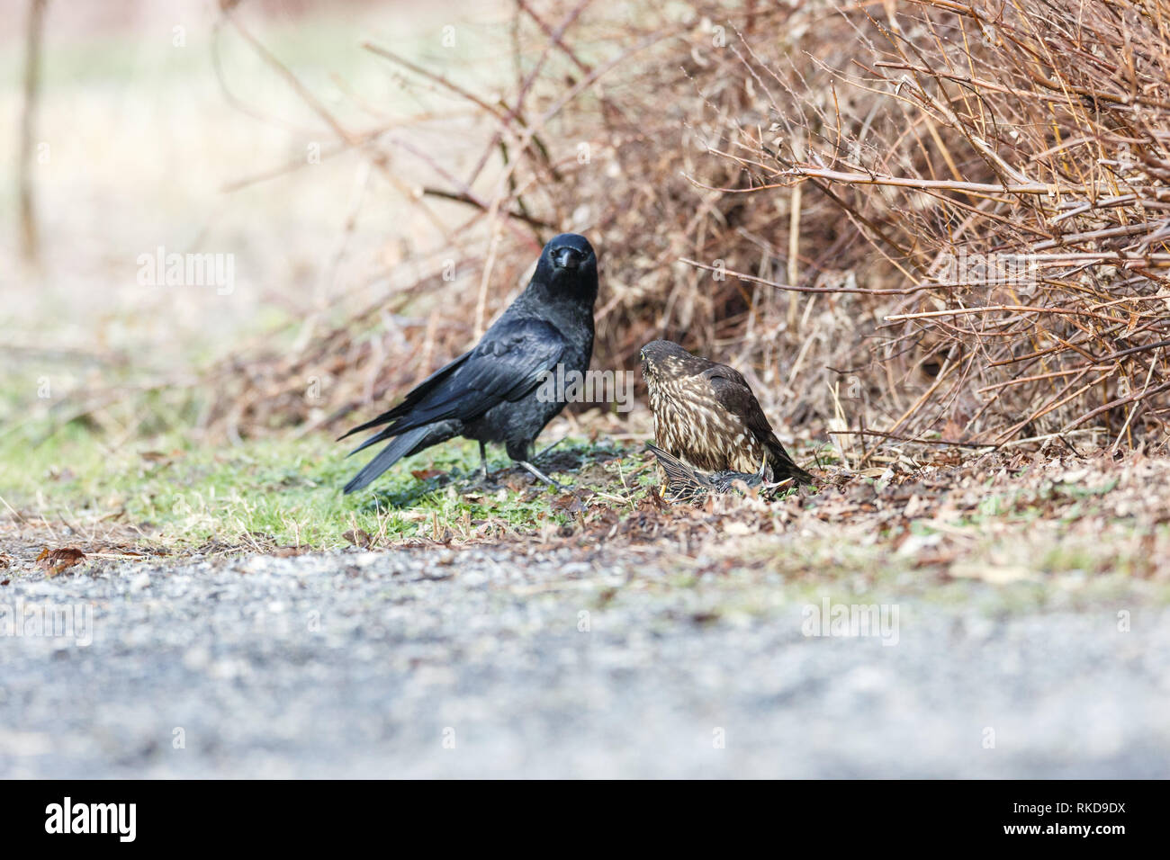 Merlin starling hi-res stock photography and images - Alamy