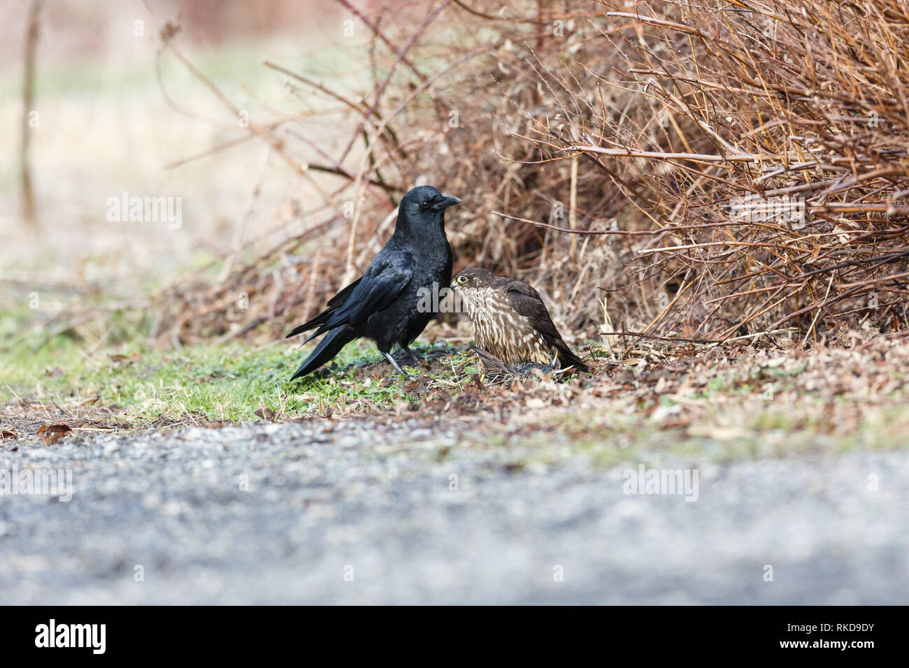 Merlin starling hi-res stock photography and images - Alamy