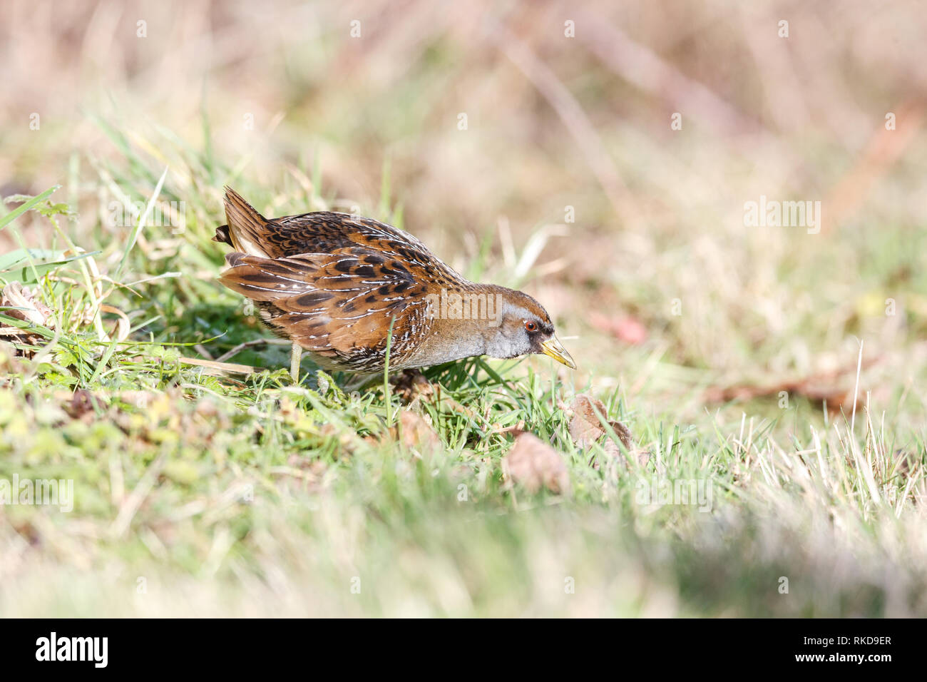 The sora rail hi-res stock photography and images - Alamy