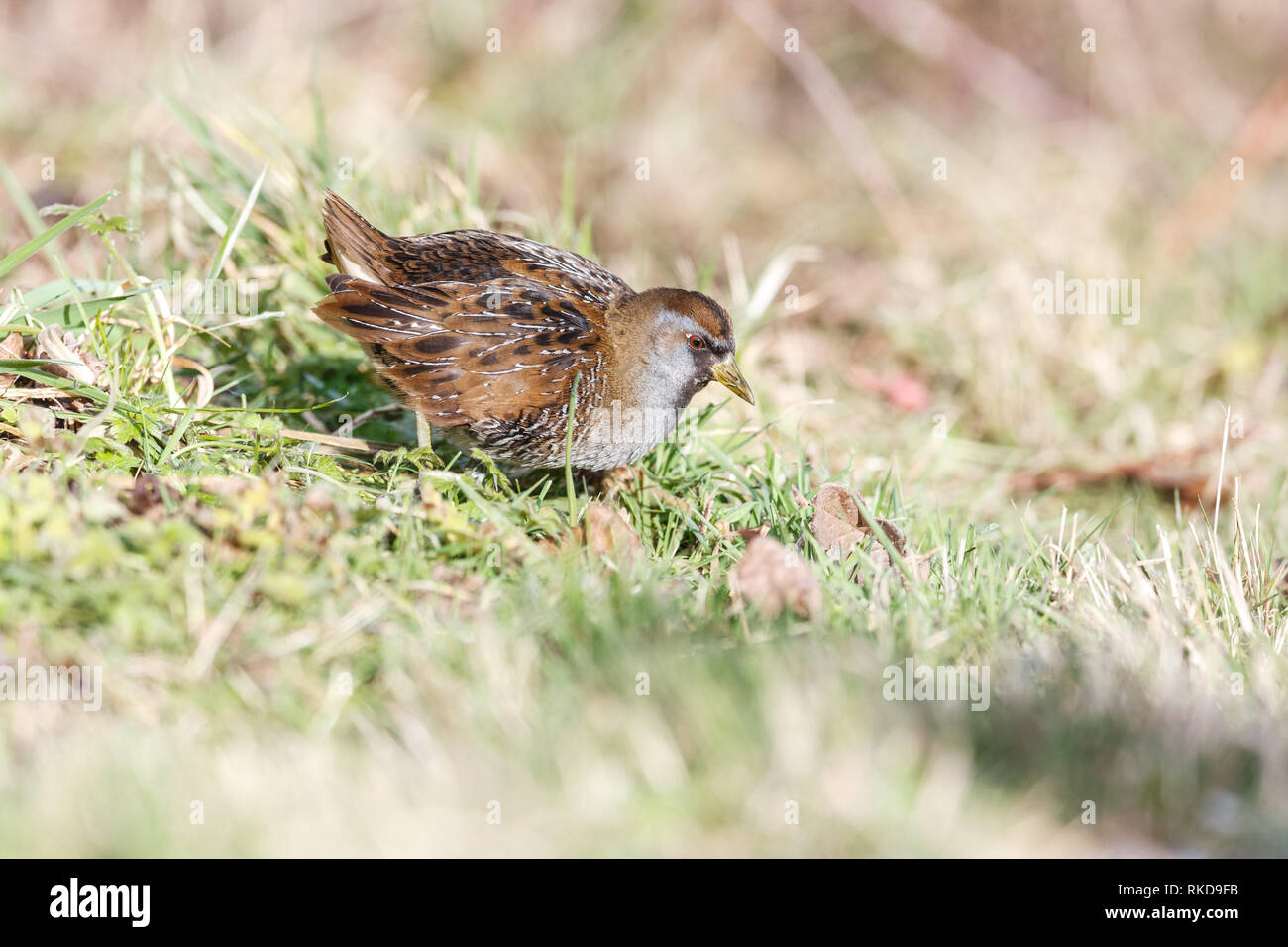 waterbird sora rail at terra nova park, Richmond BC Canada , Feb. 2019 ...