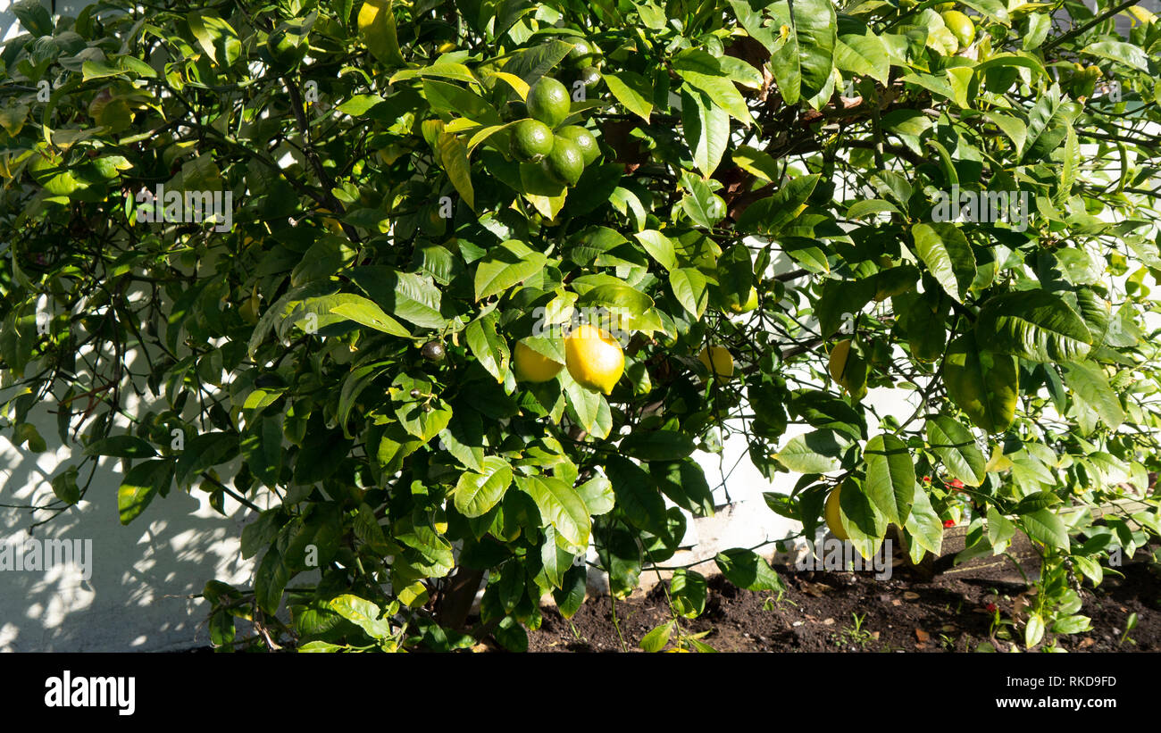 Dwarf lemon tree hi-res stock photography and images - Alamy
