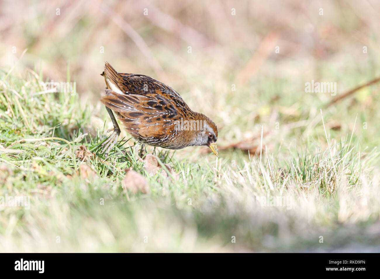 Birds sora rail hi-res stock photography and images - Alamy
