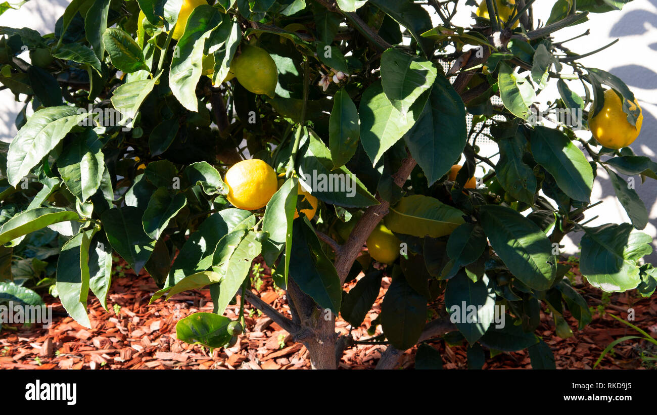 Dwarf lemon tree hi-res stock photography and images - Alamy