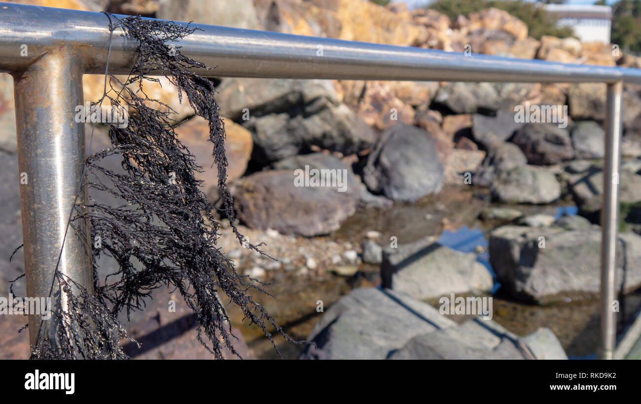 Dried Seaweed on Tidal Walkway Railing at Low Tide Stock Photo - Alamy