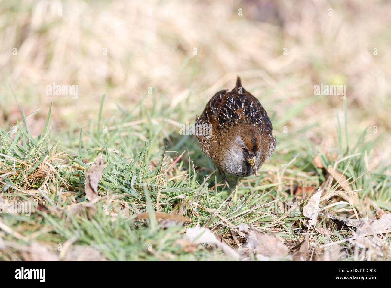 waterbird sora rail at terra nova park, Richmond BC Canada , Feb. 2019 ...