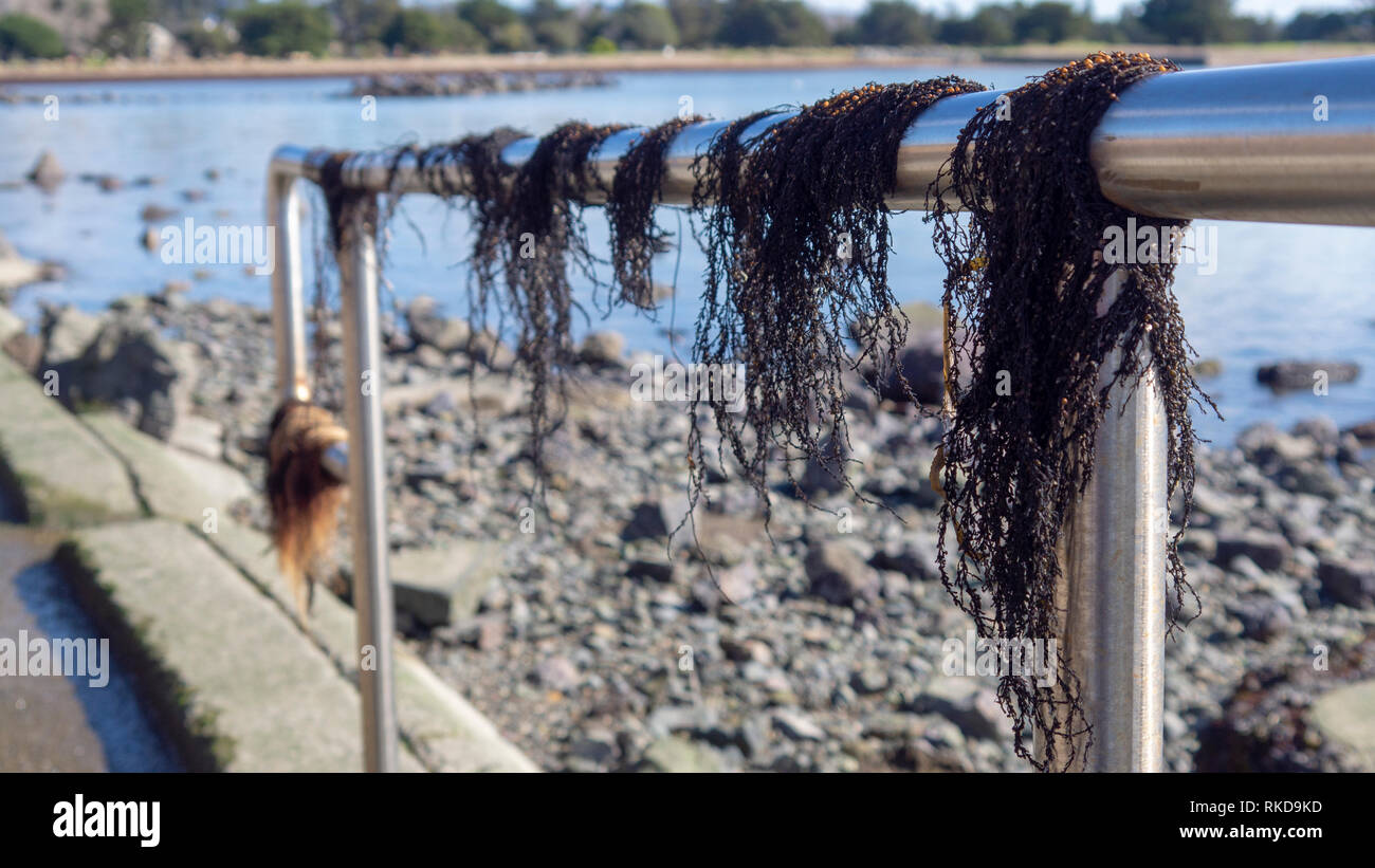 Dried Seaweed on Tidal Walkway Railing at Low Tide Stock Photo - Alamy