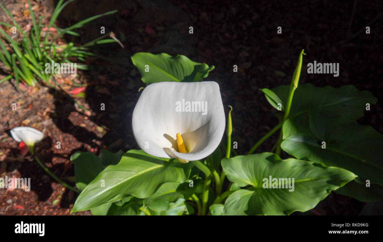 Flowers at Rest Stock Photo - Alamy
