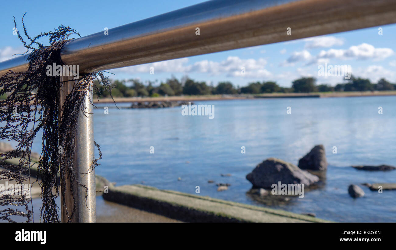 Dried Seaweed on Tidal Walkway Railing at Low Tide Stock Photo - Alamy