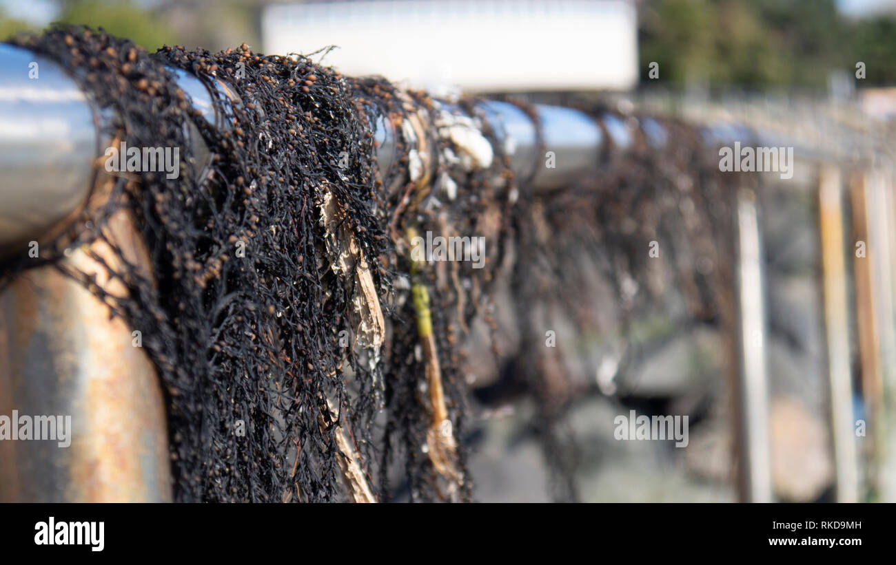 Tidal walkway hi-res stock photography and images - Alamy