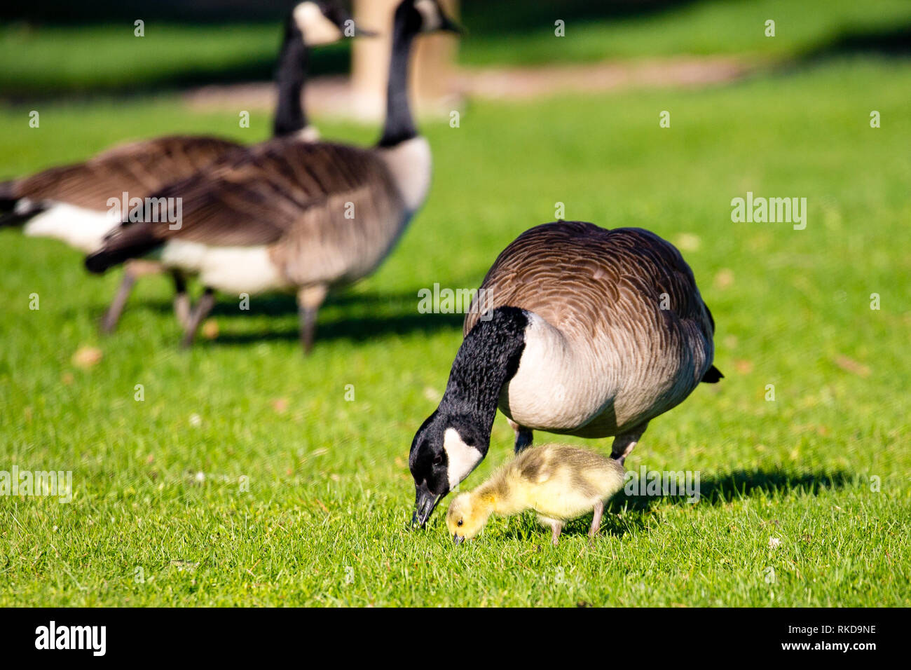 Gosling and parent goose (branta canadensis) eating together Stock ...