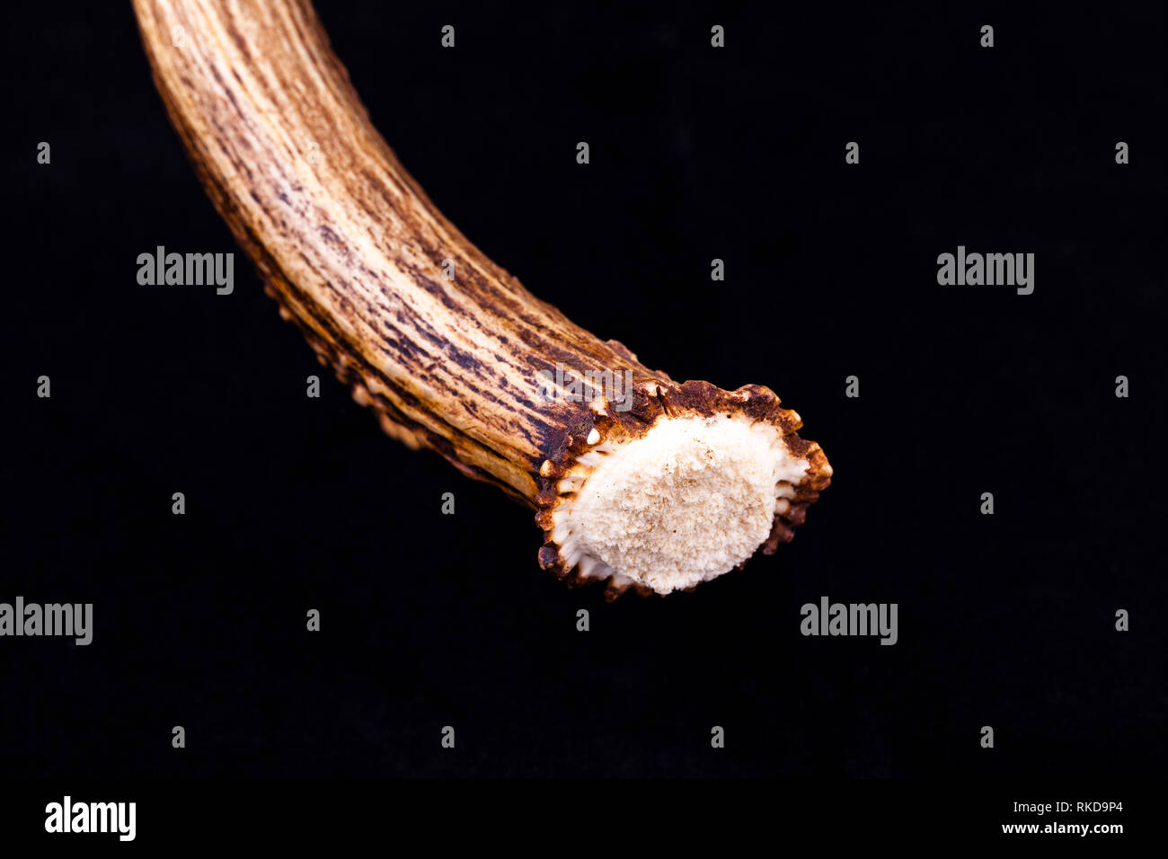 Closeup of the base of a white-tailed deer antler shed with black ...