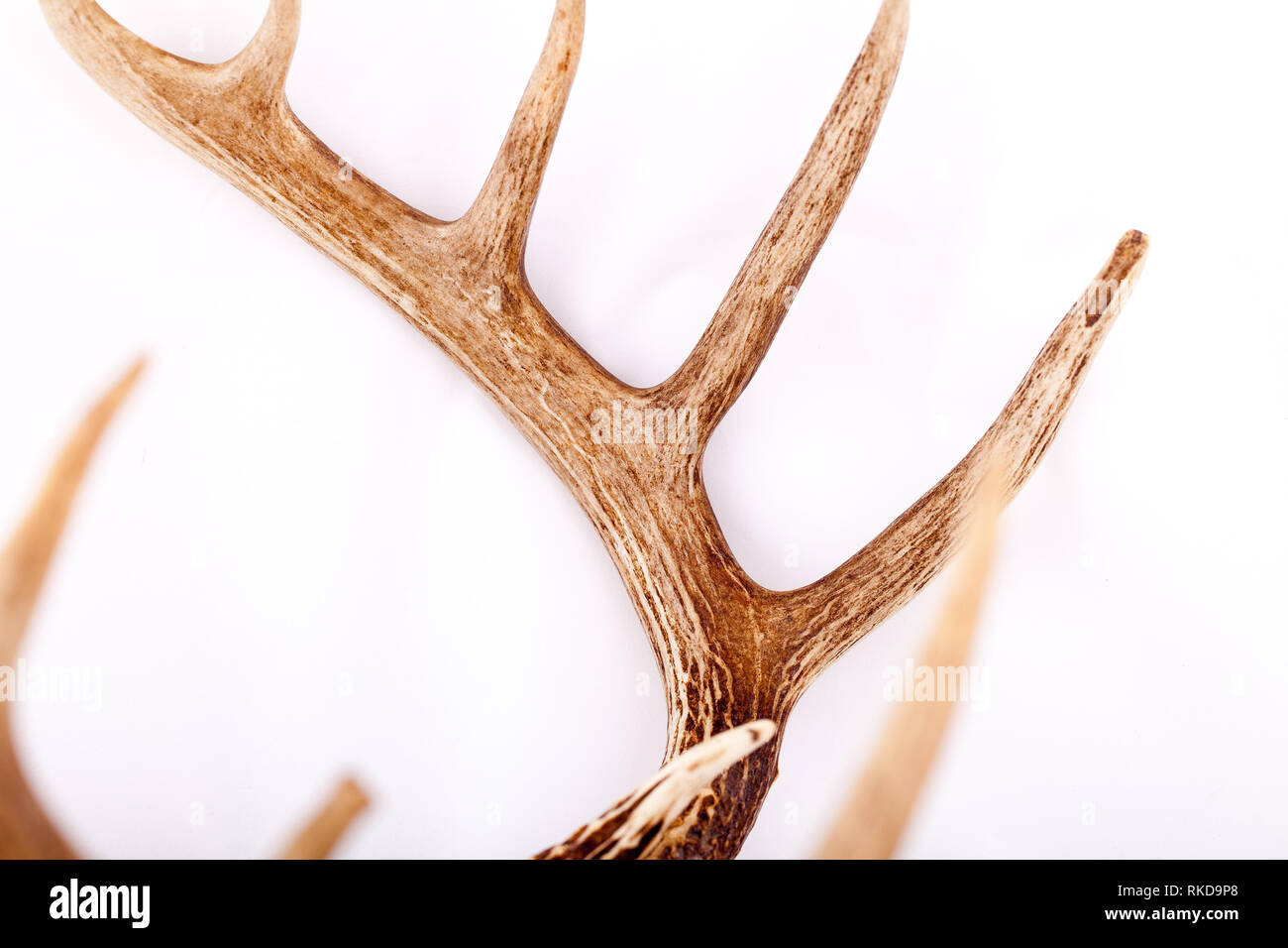 Twelve point white-tailed deer rack closeup with white background Stock ...