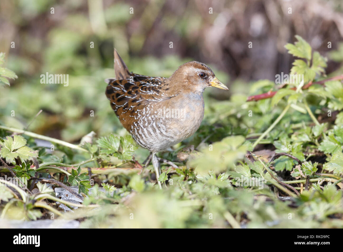 Sora Bird Stock Photos & Sora Bird Stock Images - Alamy