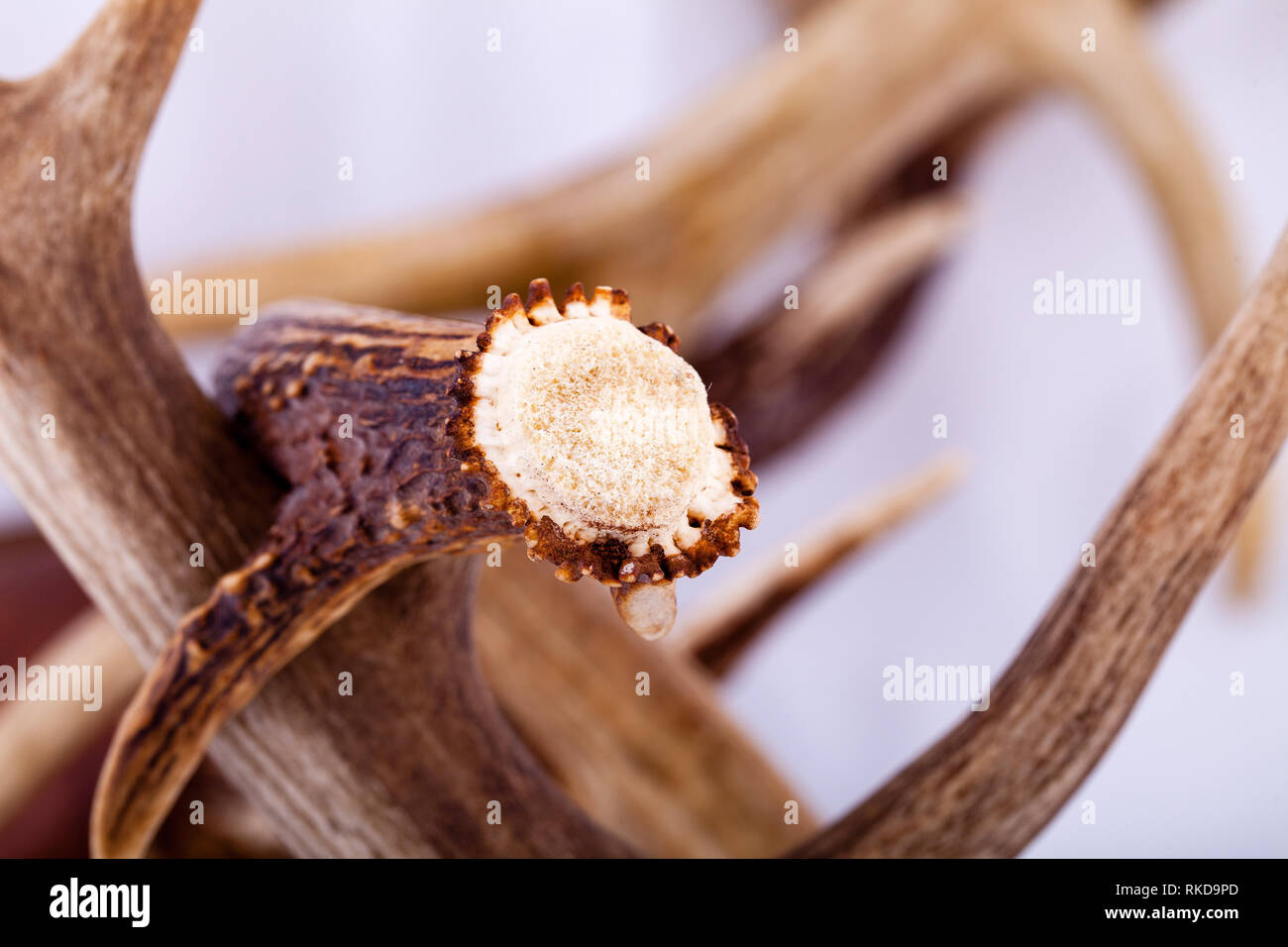 Closeup of the base of a white-tailed deer antler shed Stock Photo - Alamy