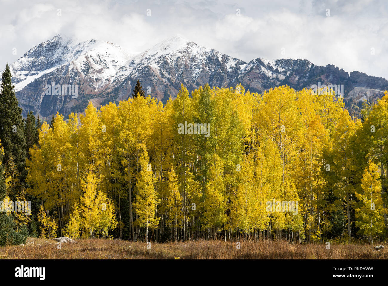 East and West Beckwith Mountains viewed from Kebler Pass Road. Located ...