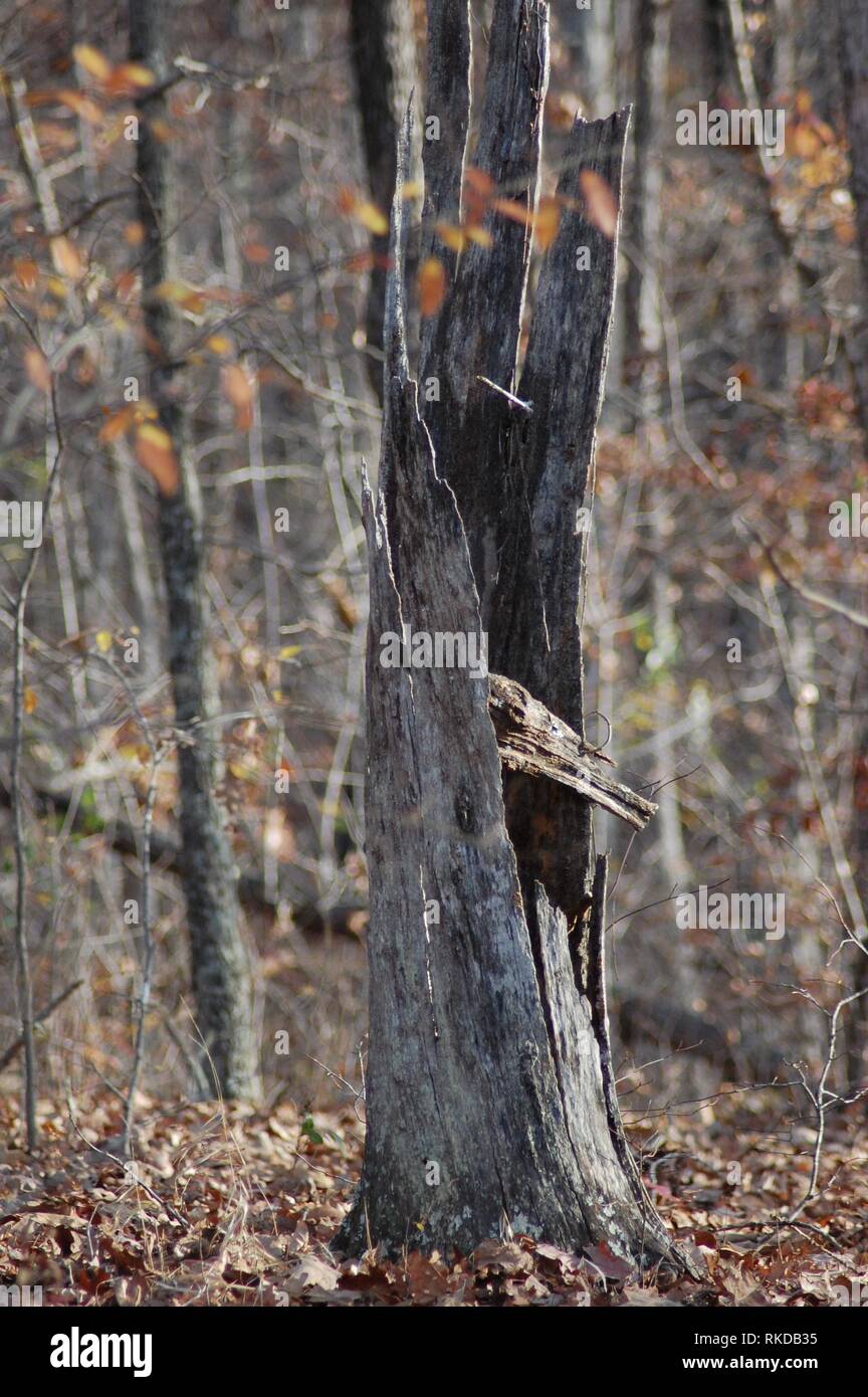 standing dead tree in woods Stock Photo - Alamy