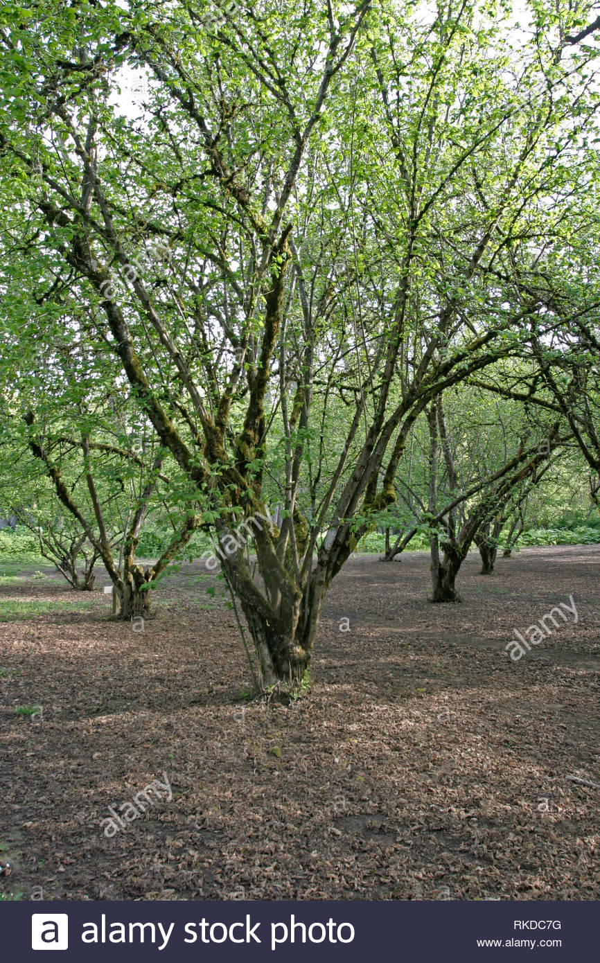 Hazelnut Trees High Resolution Stock Photography and Images - Alamy