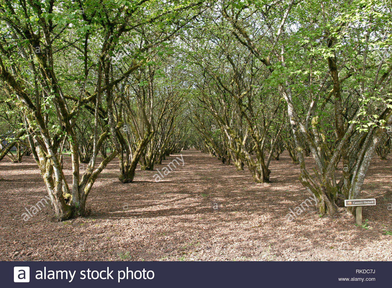 Hazelnut Trees High Resolution Stock Photography and Images - Alamy