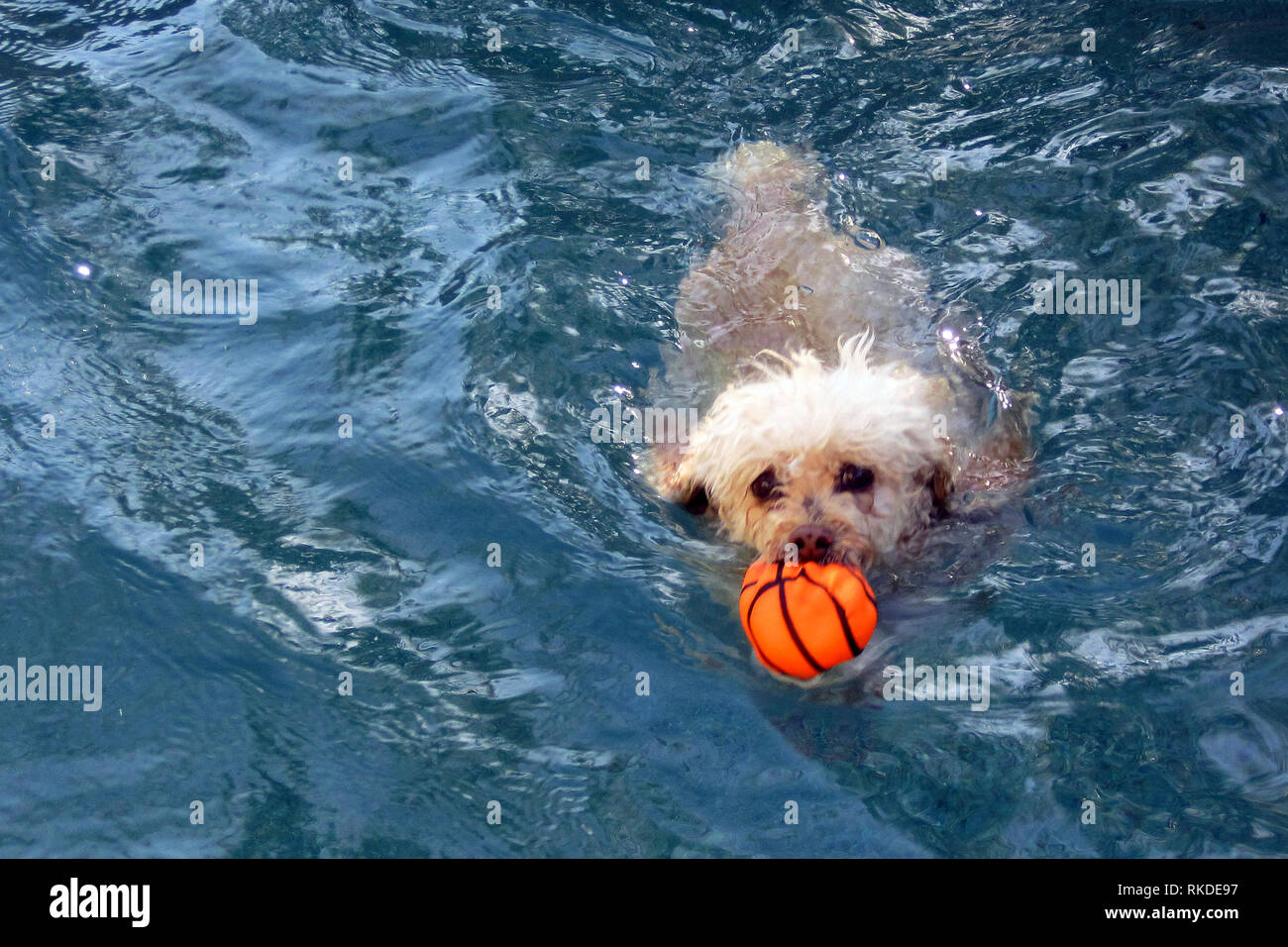 Wet poodle hi-res stock photography and images - Alamy