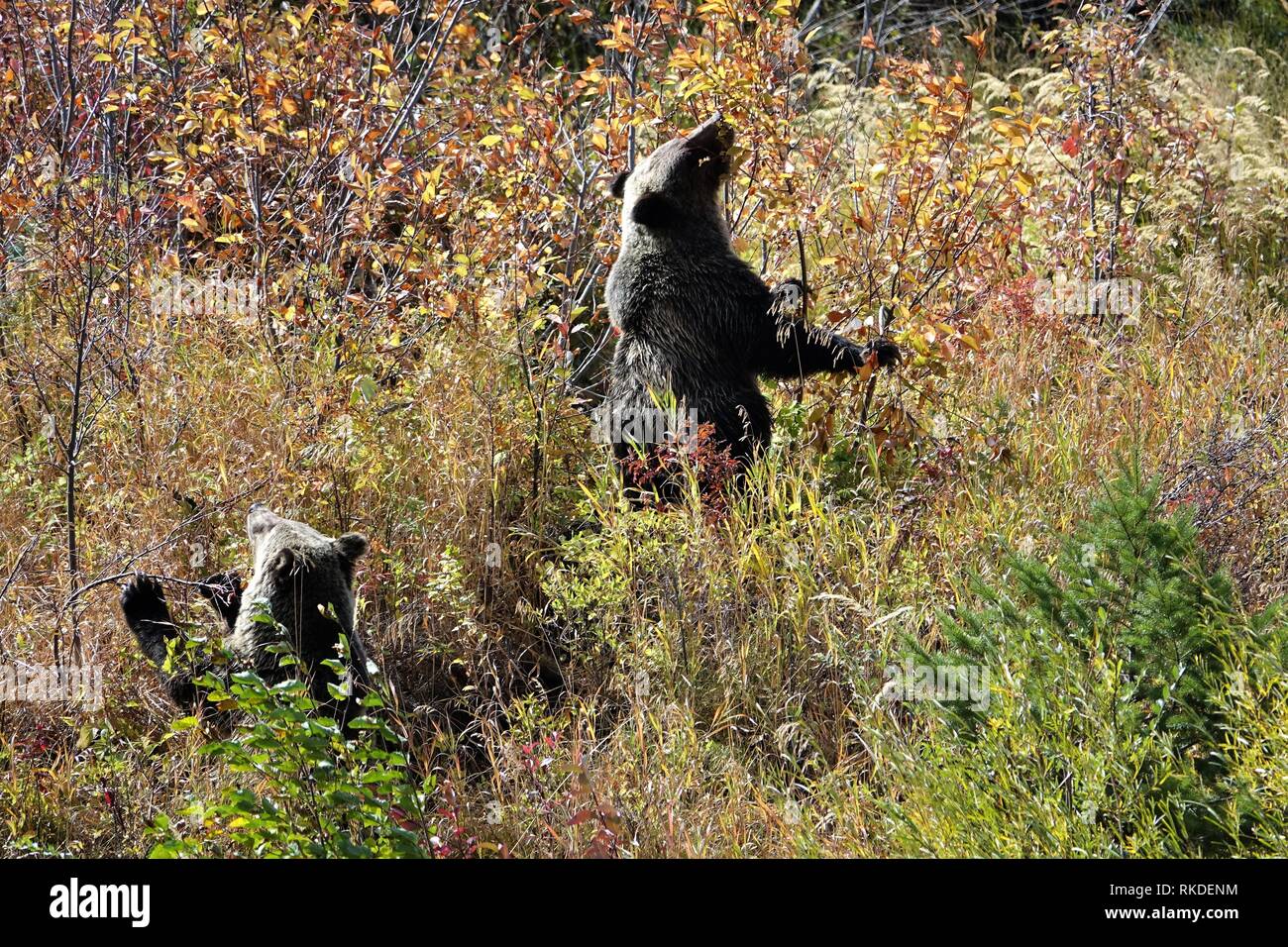 Female grizzly bear teaching two cubs how to search for berries Stock ...