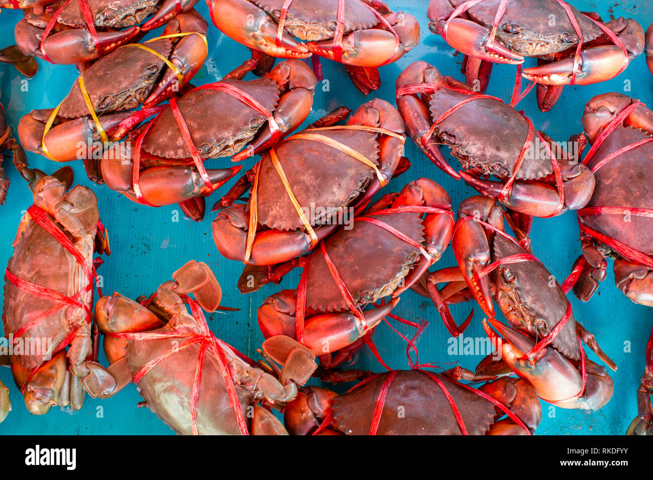 Freshwater mud crab at a Thai fish market in Thailand Stock Photo - Alamy
