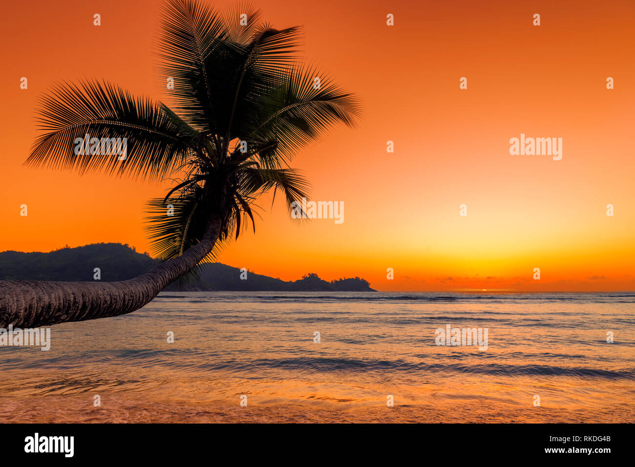 Coco palm tree at sunset in tropical island Stock Photo - Alamy