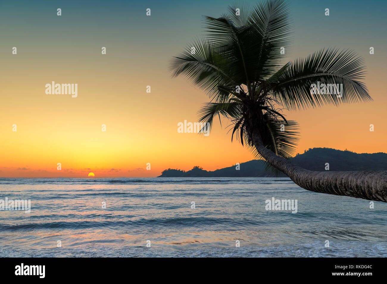 Coco palm tree at sunset in tropical island Stock Photo - Alamy