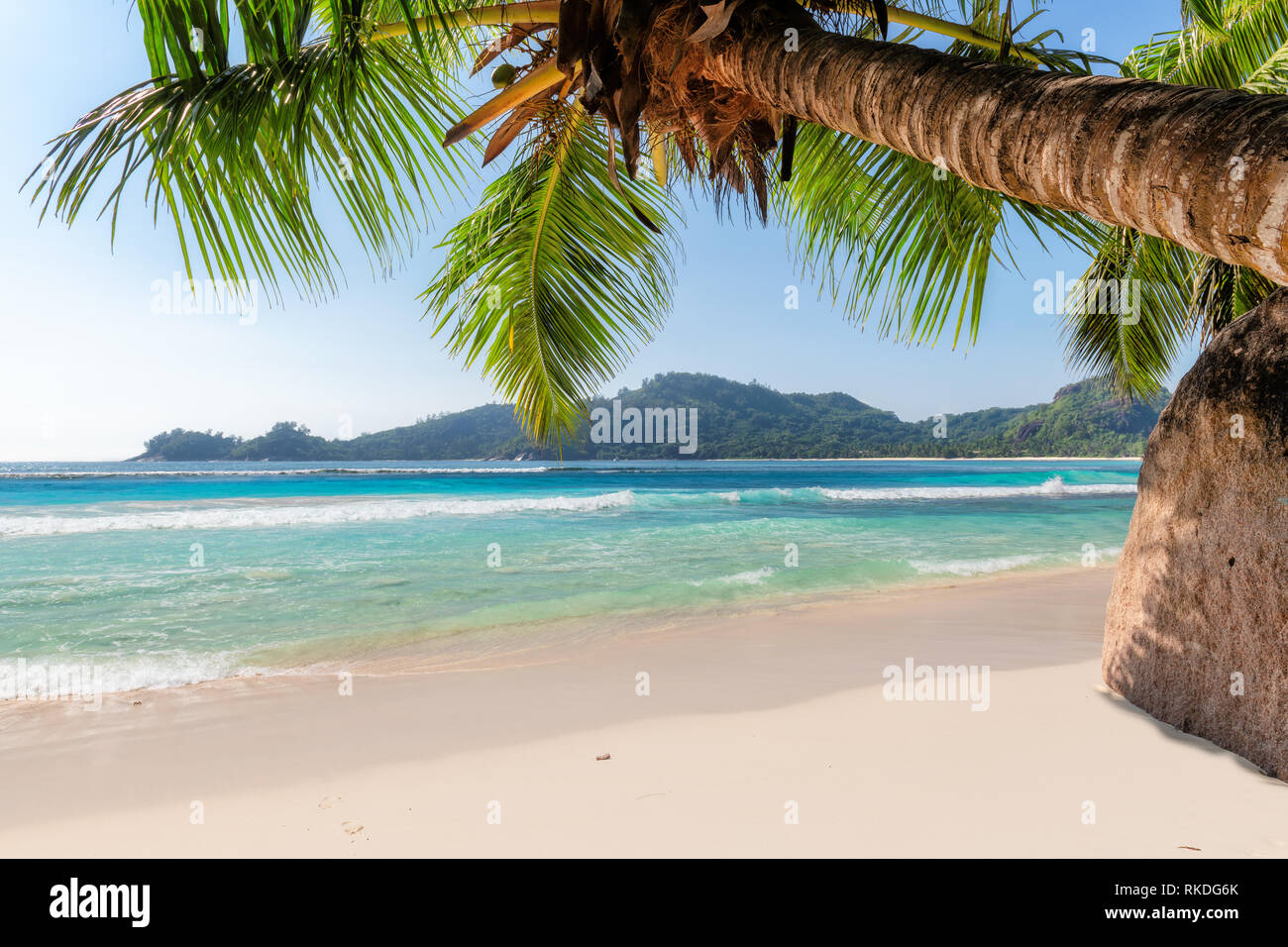 Coco palm hi-res stock photography and images - Alamy