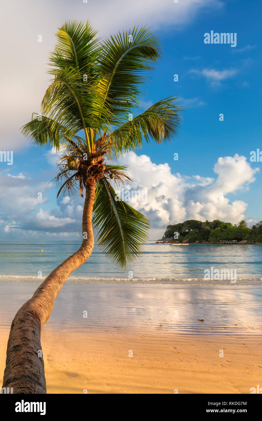 Coco palm at sunrise Stock Photo - Alamy