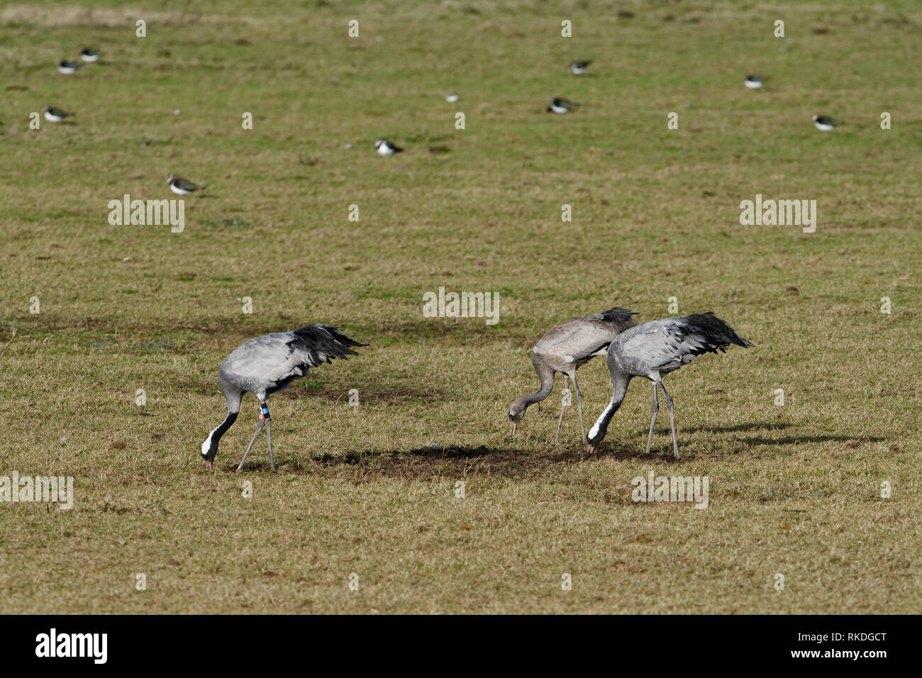 Common Crane - Grus grus Three birds on the Dumbles, Slimbridge Stock ...