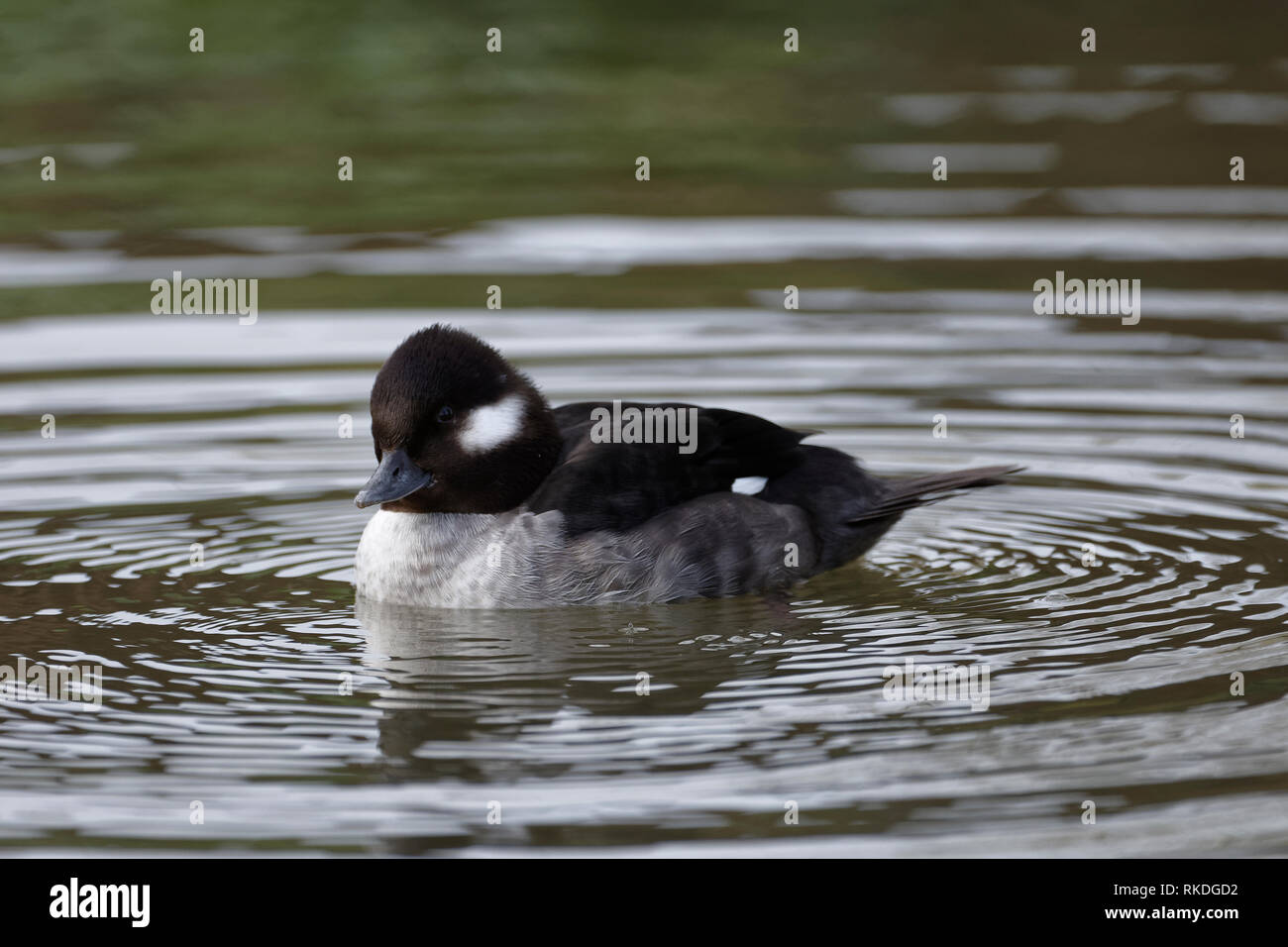 Bufflehead - Bucephala albeola Female Diving Duck from Alaska & Canada ...
