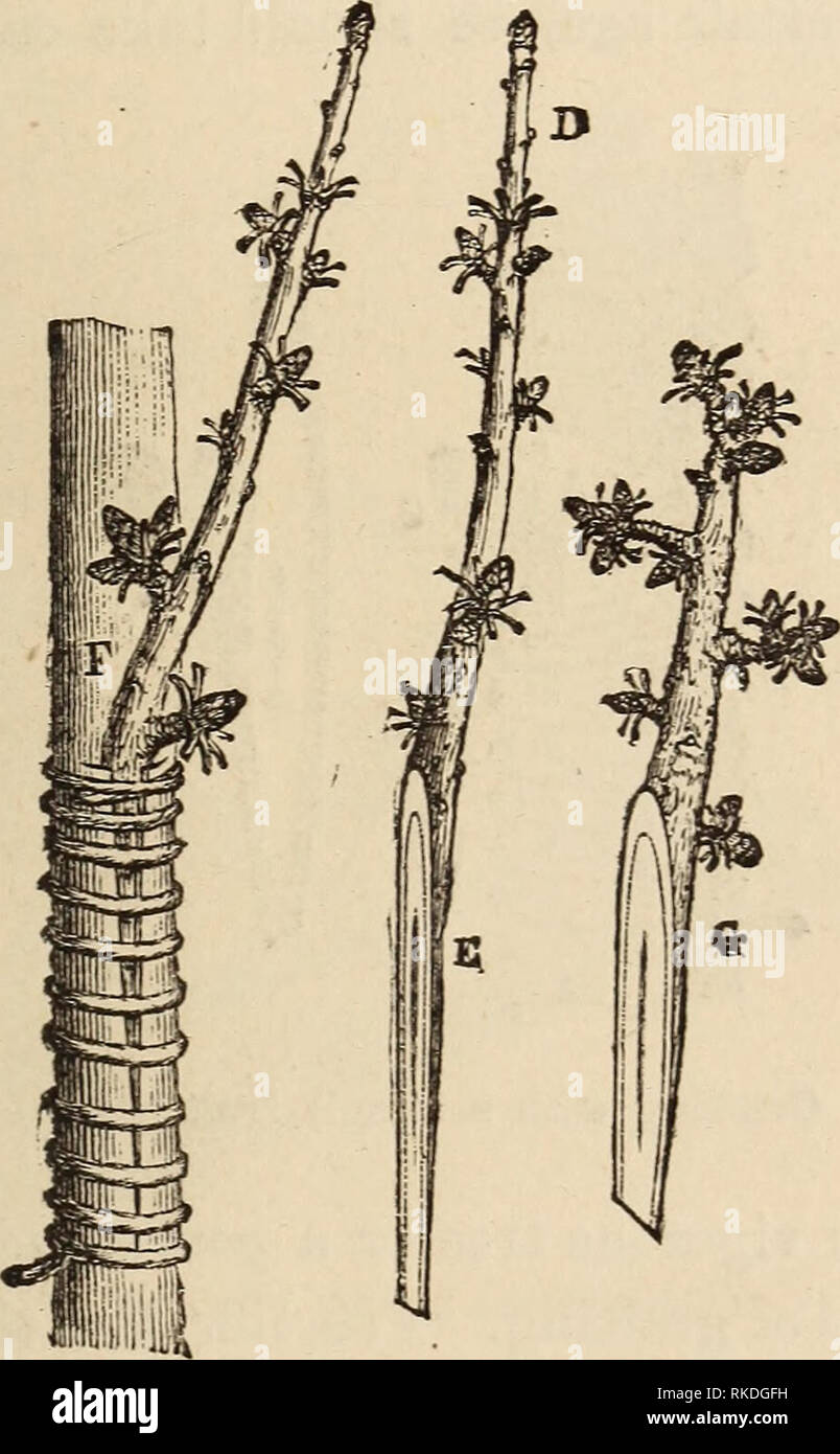 . The art of grafting and budding. Grafting. GRAFTING AND BUDDING. 129 at the base of the stems ...