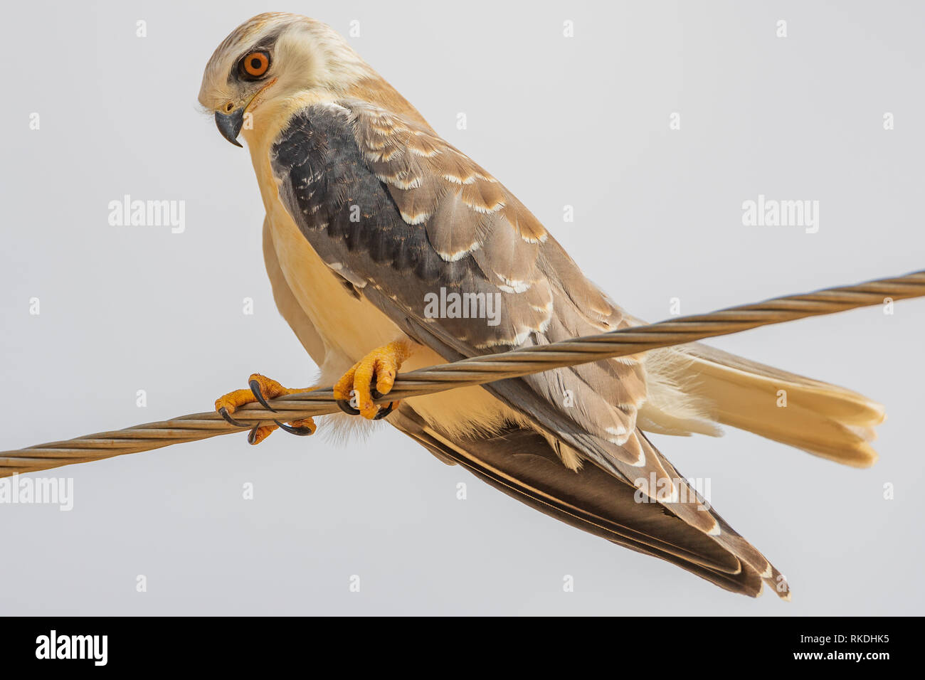 kite looking towards target- hunting time Kite is a common name for ...