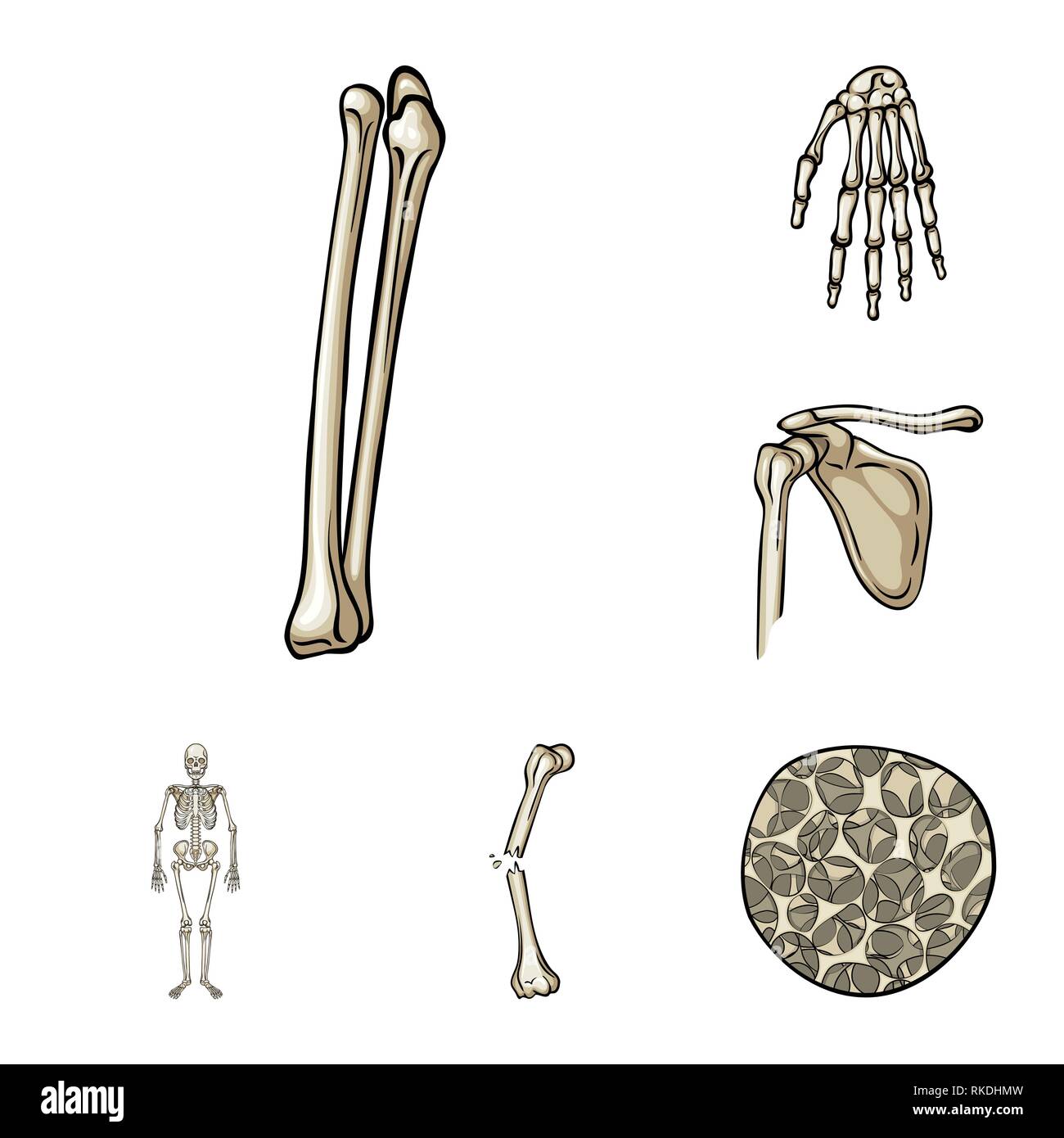 femur,wrist,musculoskeletal,fracture,osteoporosis,hand,pelvis ...