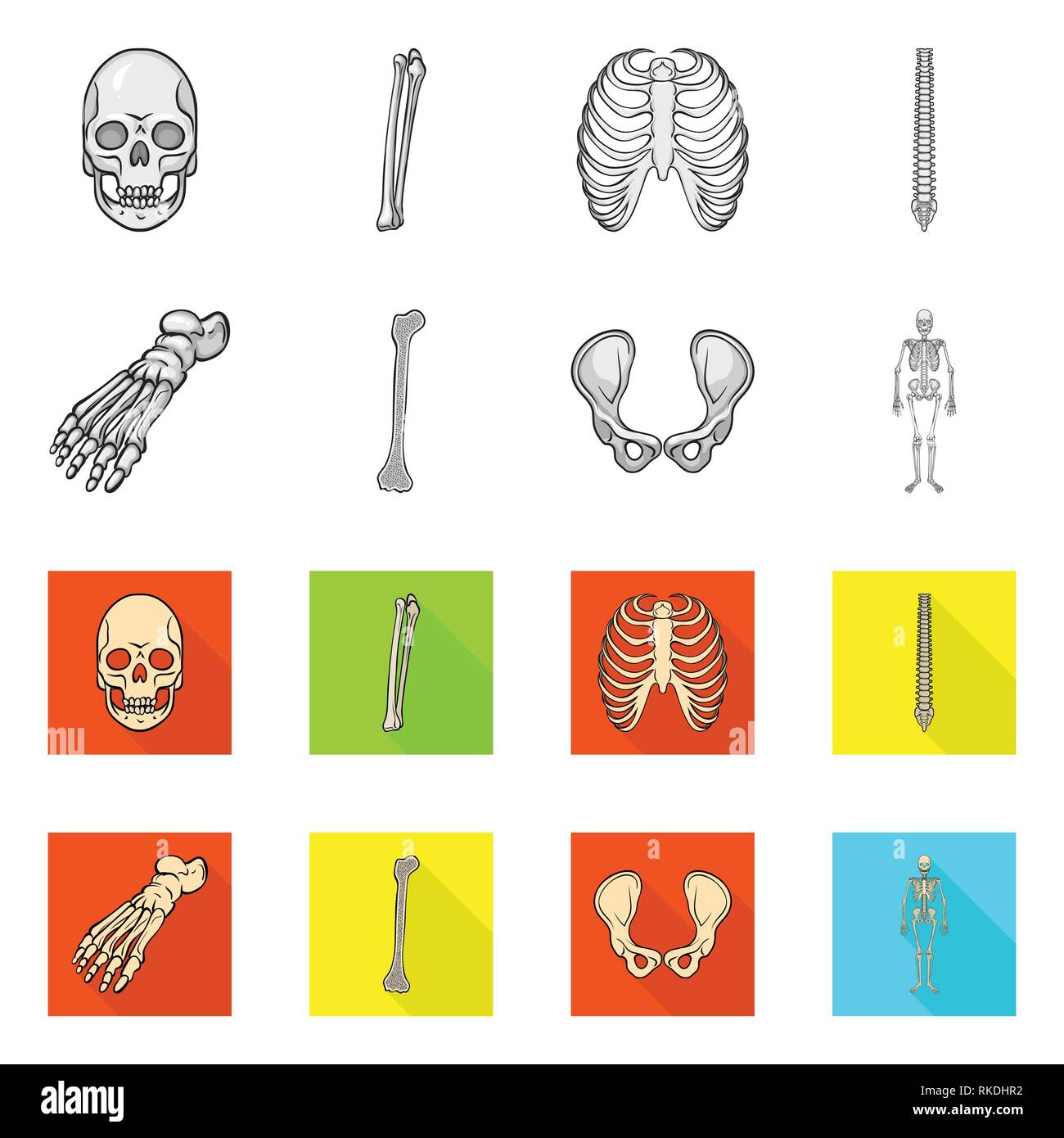 skull,femur,rib,spine,foot,hip,musculoskeletal,death,cage,chiropractic ...