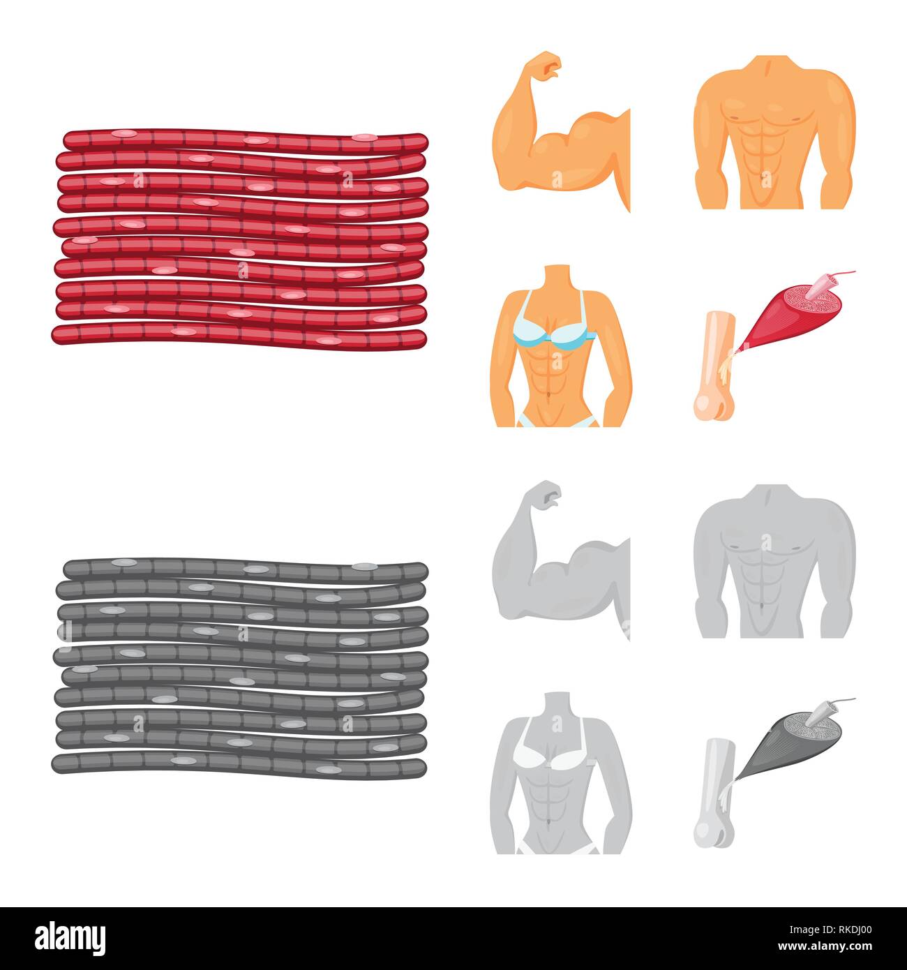 Vector illustration of fiber and muscular icon. Set of fiber and body ...