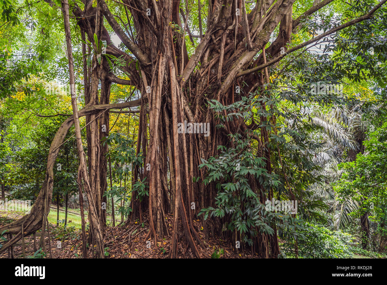 big tree root in the jungle wild. amazing banyan root in deep tropical ...