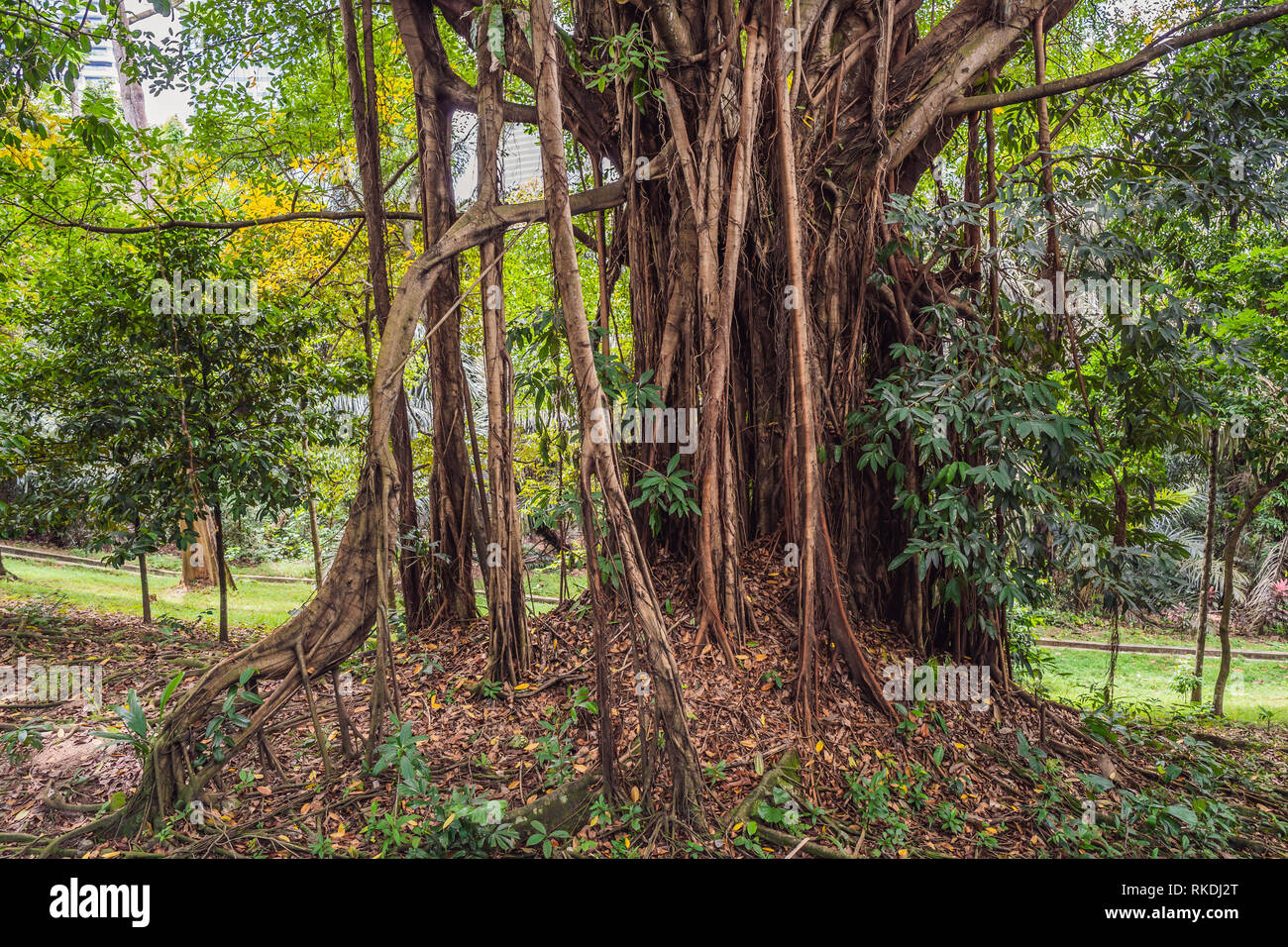 big tree root in the jungle wild. amazing banyan root in deep tropical ...