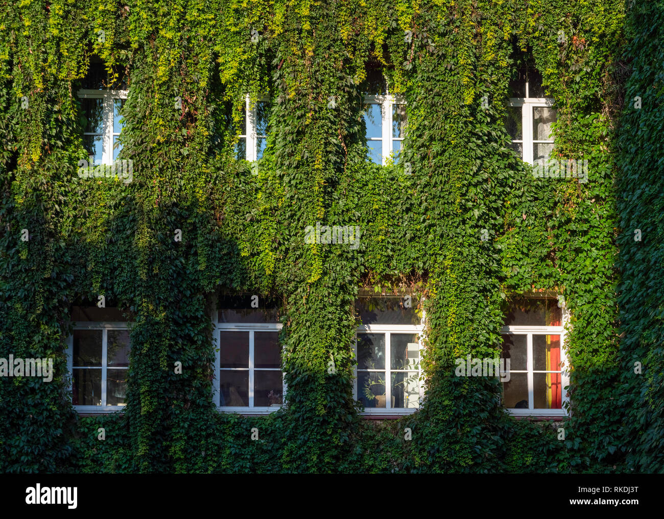 Green vines over windows, architecture, wall covered with vines Stock ...