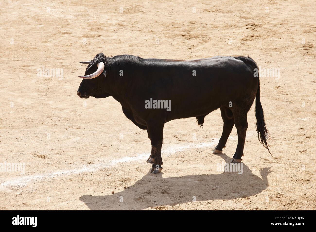 Fighting bull in the arena. Bullring. Toro bravo. Spain. Horizontal ...