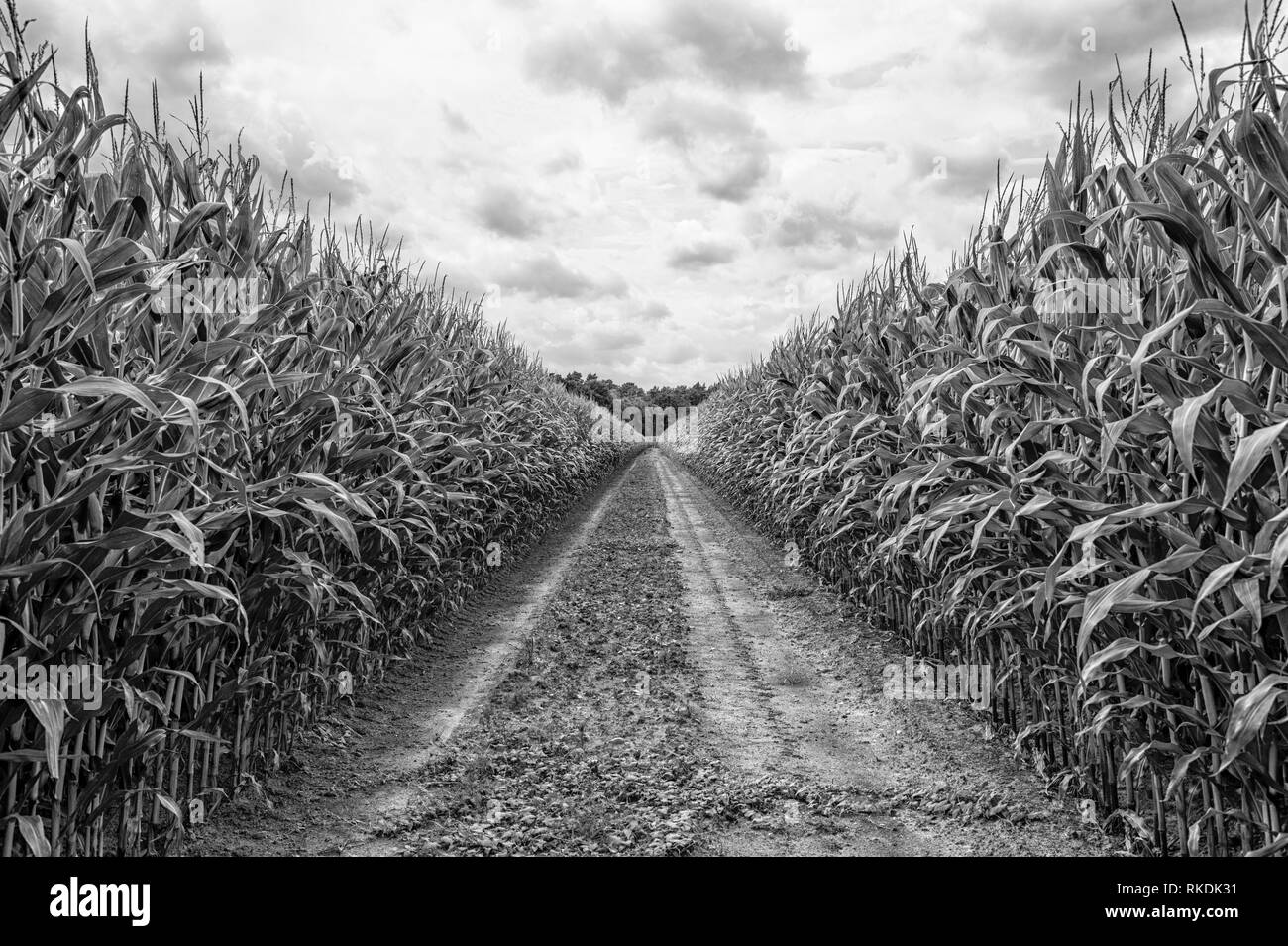 Grain grows Black and White Stock Photos & Images - Alamy