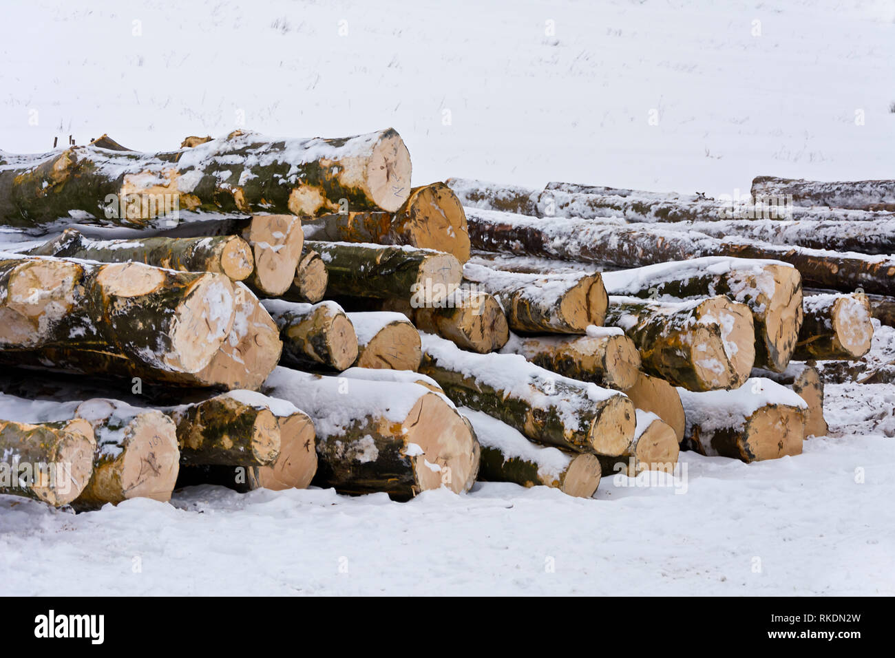Pile of logs in forest Stock Photo - Alamy