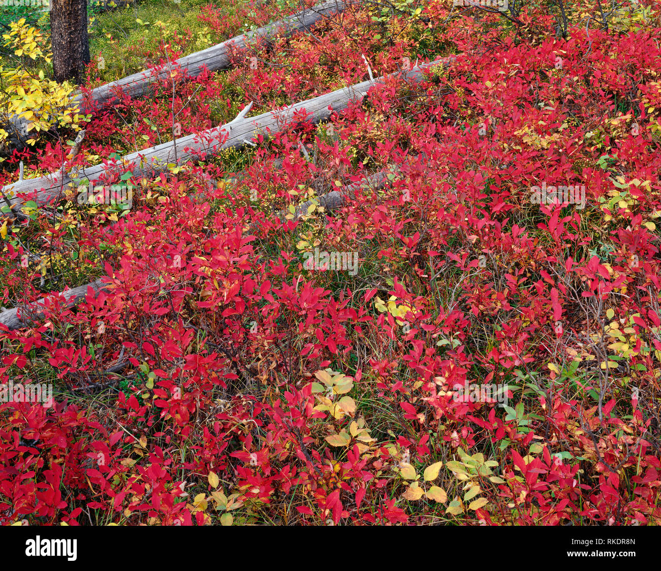 USA, Wyoming, Grand Teton National Park, Fall colored huckleberry ...