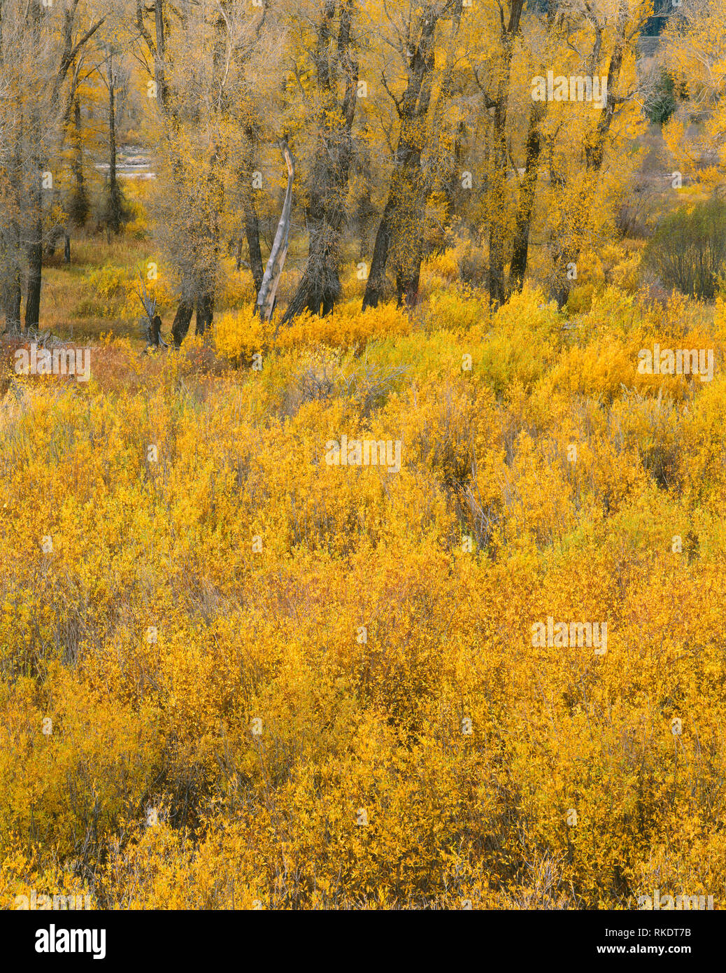 USA, Wyoming, Grand Teton National Park, Fall colored willows and ...