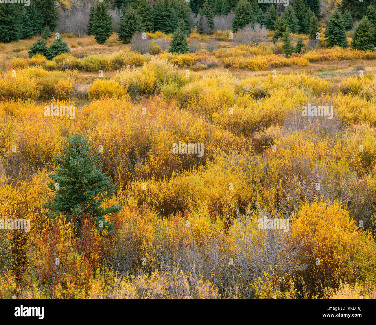Willows And Spruce High Resolution Stock Photography and Images - Alamy