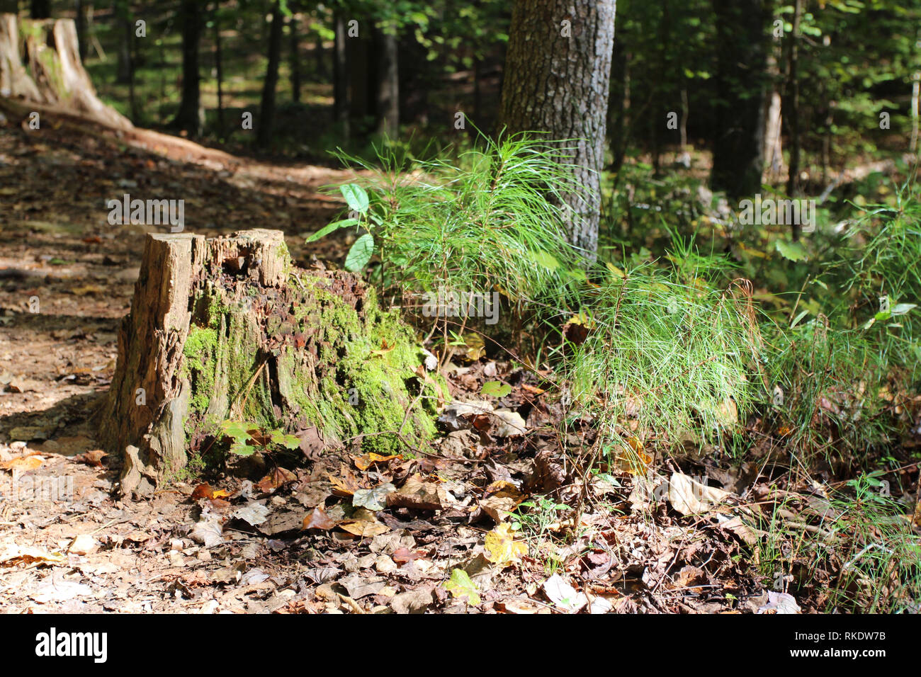 Clumps of Pine Tree saplings sprouting up through the forest floor next ...