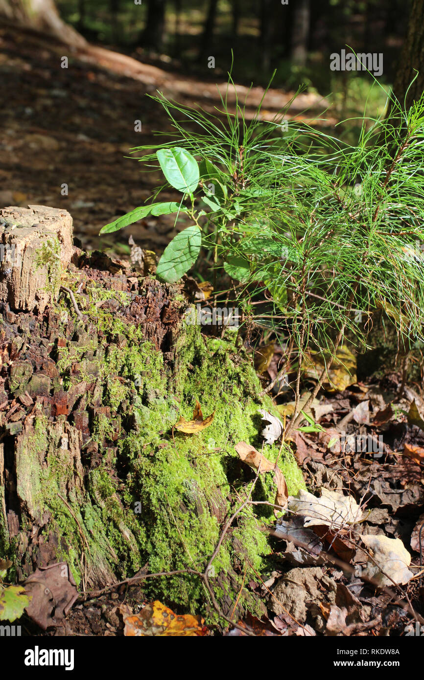 Close up of a clump of Pine Tree saplings sprouting up through the ...