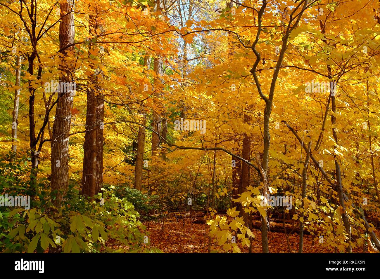 Midwest autumn hi-res stock photography and images - Alamy