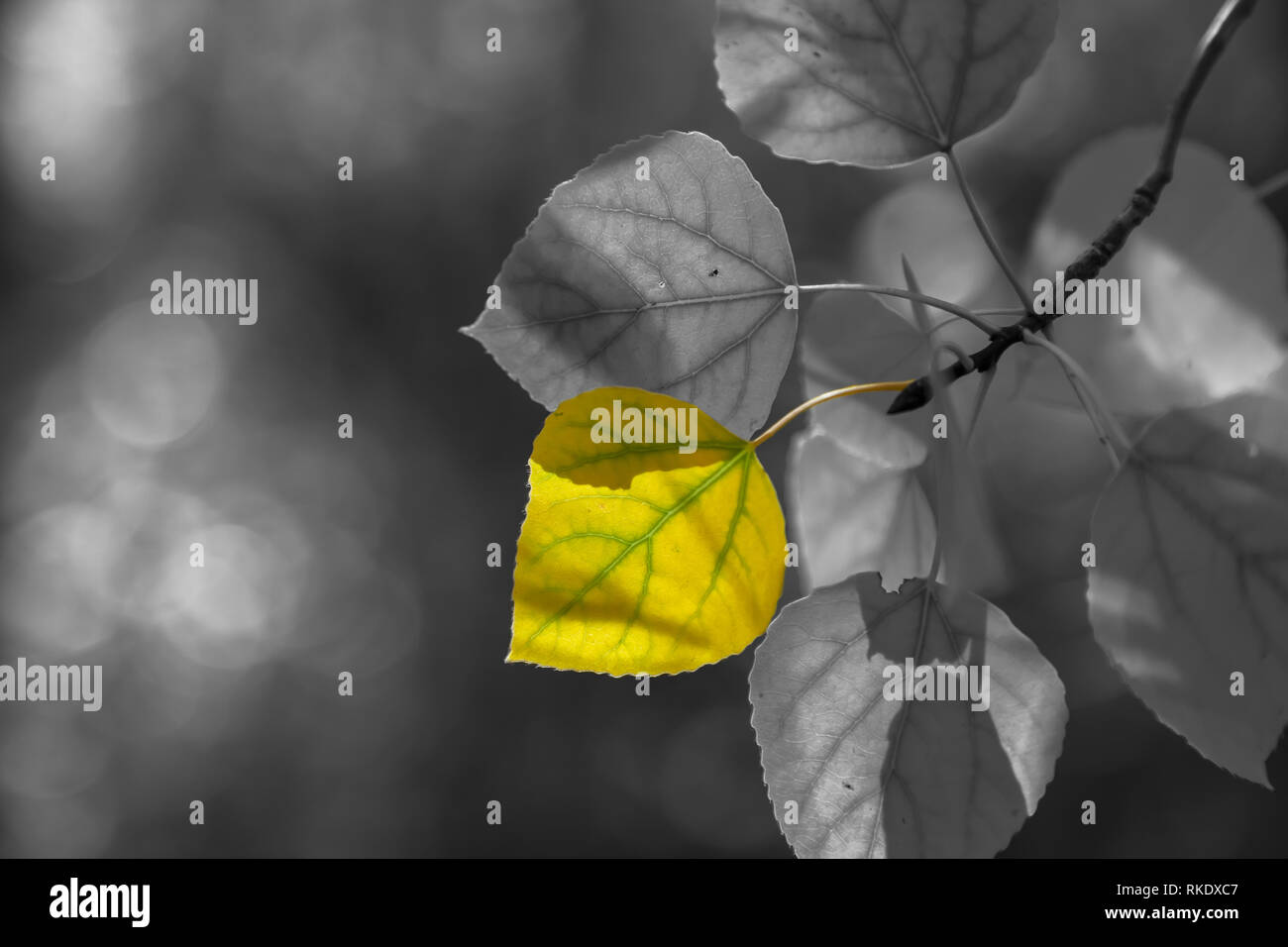 Selective colours hi-res stock photography and images - Alamy